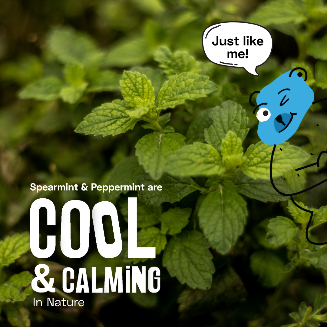 Benefits of Spearmint and Peppermint oil | Mezmo Candy